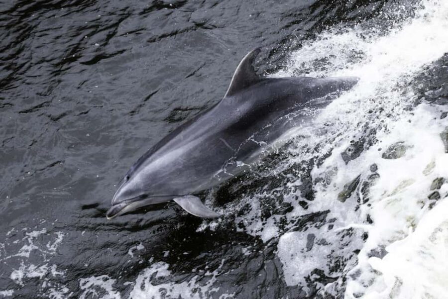 From Manapouri: Doubtful Sound Wilderness Day Trip - Why This Experience is a Solid Choice
