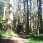 From Melbourne: Dandenong Ranges Private Day Tour - The Itinerary: What to Expect