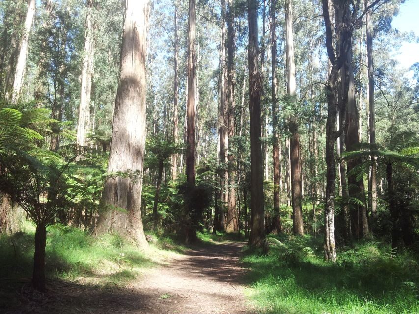 From Melbourne: Dandenong Ranges Private Day Tour - The Itinerary: What to Expect