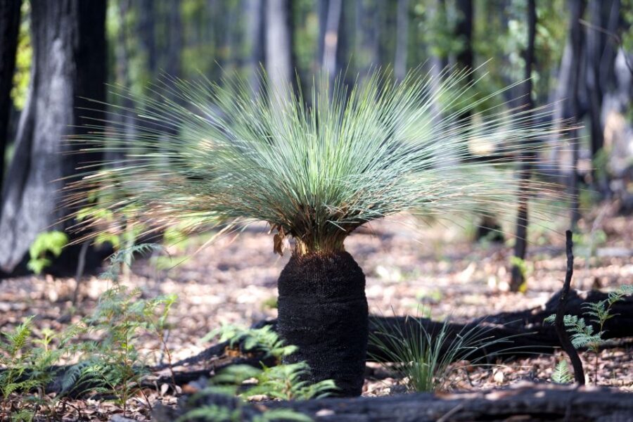 From Melbourne: Grampians National Park & Kangaroos - The Value of the Tour