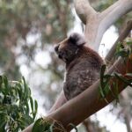 From Melbourne: Great Ocean Road & 12 Apostles Full-Day Tour - Comfort, Cost, and What’s Included