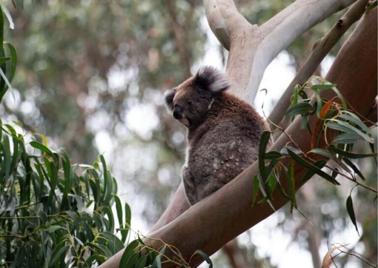 From Melbourne: Great Ocean Road & 12 Apostles Full-Day Tour - Comfort, Cost, and What’s Included