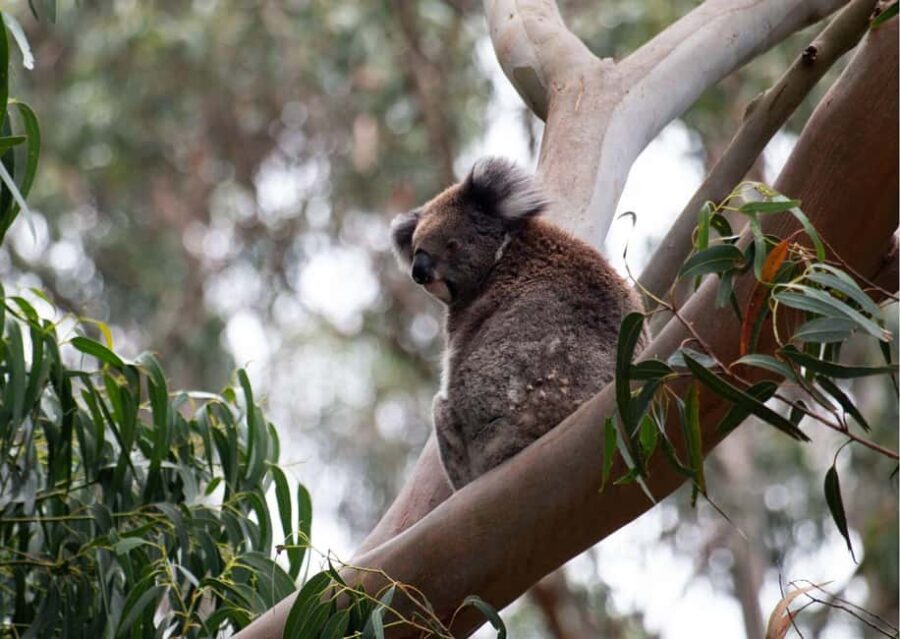 From Melbourne: Great Ocean Road & 12 Apostles Full-Day Tour - Comfort, Cost, and What’s Included