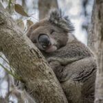 From Melbourne: Great Ocean Road & Wildlife Sightseeing Tour - The Practical Aspects & Value