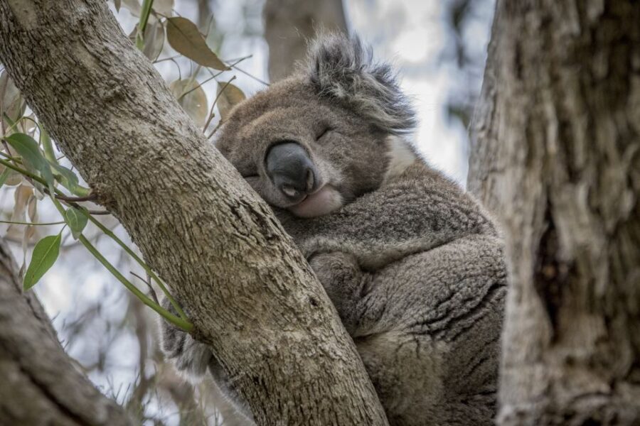 From Melbourne: Great Ocean Road & Wildlife Sightseeing Tour - The Practical Aspects & Value