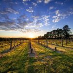 From Melbourne: Mornington Peninsula Food & Wine Taste Trail - Authentic Experiences That Matter