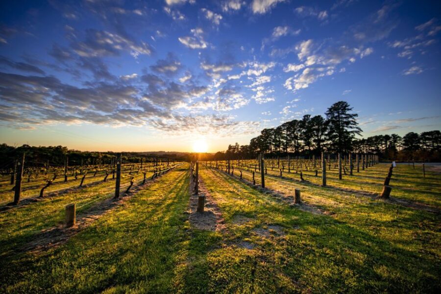 From Melbourne: Mornington Peninsula Food & Wine Taste Trail - Authentic Experiences That Matter