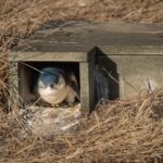 From Melbourne: Penguin Parade Afternoon Tour - Who Will Love This Tour?