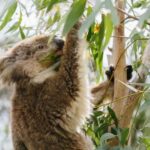 From Melbourne: Penguin Parade and Koalas Tour - An In-Depth Look at the Tour Experience