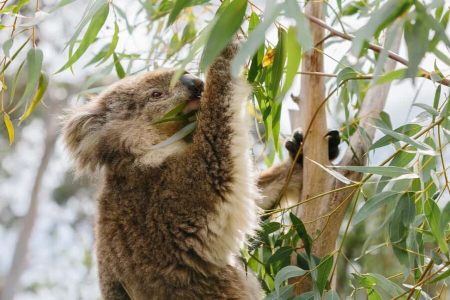 From Melbourne: Penguin Parade and Koalas Tour - An In-Depth Look at the Tour Experience