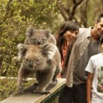 From Melbourne: Phillip Is Penguin Parade & Koala Reserve - Starting Out: What to Expect at the Beginning