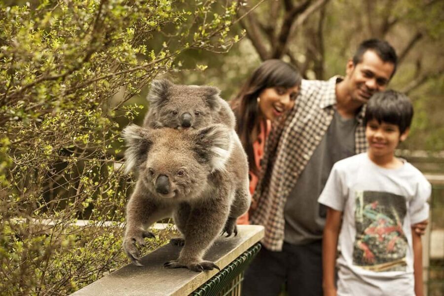 From Melbourne: Phillip Is Penguin Parade & Koala Reserve - Starting Out: What to Expect at the Beginning