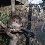 From Melbourne: Phillip Island and Penguin Parade Day Tour - Who Is This Tour Best For?