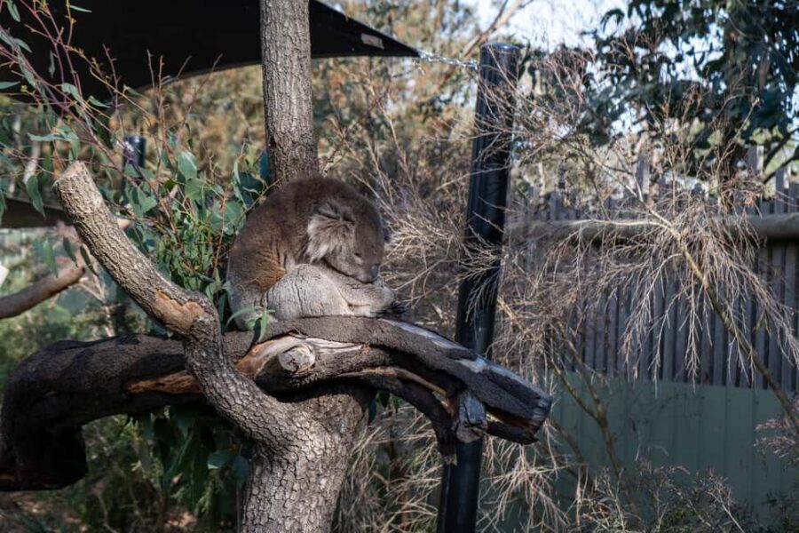 From Melbourne: Phillip Island and Penguin Parade Day Tour - Who Is This Tour Best For?