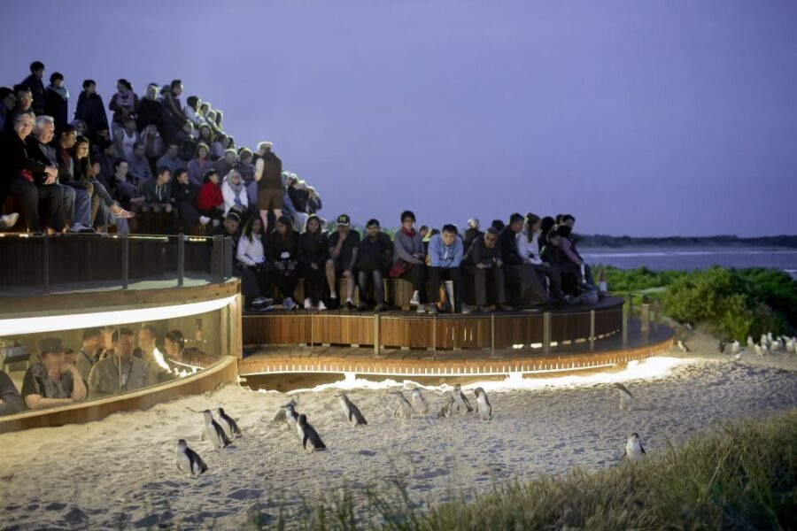 From Melbourne: Phillip Island Penguin Parade Eco Tour - Itinerary Breakdown: What Makes Each Stop Special