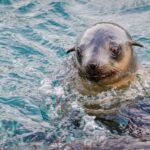 From Melbourne: Phillip Island Penguin Parade Express Tour - Who Will Love This Tour?