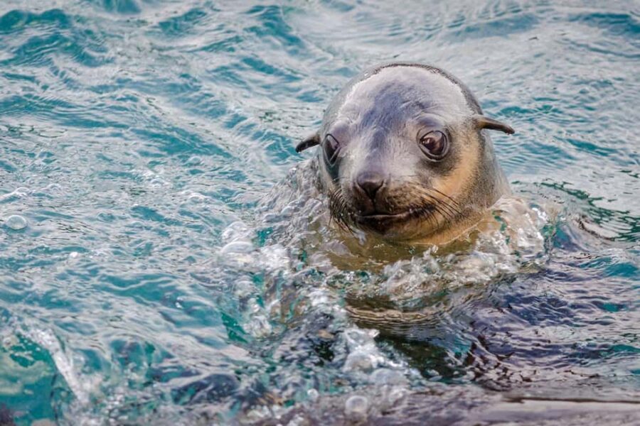 From Melbourne: Phillip Island Penguin Parade Express Tour - Who Will Love This Tour?