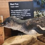 From Melbourne: Phillip Island Penguin Parade Private Tour - Who Will Love This Tour?