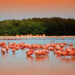 From Mérida: Ria Celestun Biosphere Reserve Tour - Deep Dive into the Experience