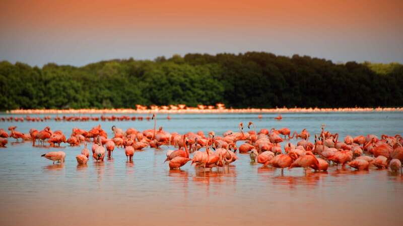 From Mérida: Ria Celestun Biosphere Reserve Tour - Deep Dive into the Experience
