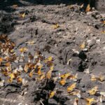 From Mexico City: Valle de Bravo & Butterfly Sanctuary - The Sum Up