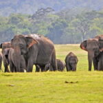 From Mirissa / Galle / Tangalle to Yala Safari & Drop- Ella - The Practical Details