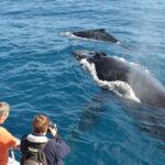 From Mirissa: Private Whale Watching Tour With Sunset - How Does It Compare to Similar Experiences?