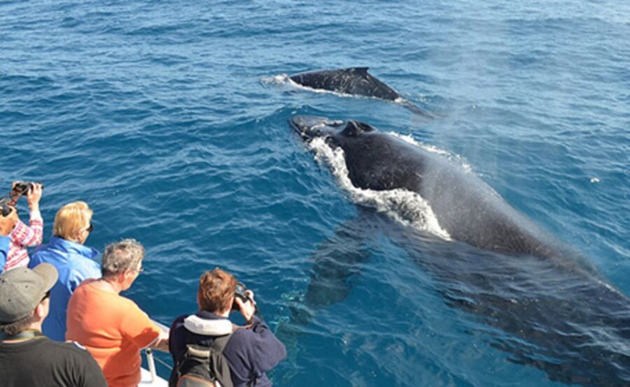 From Mirissa: Private Whale Watching Tour With Sunset - How Does It Compare to Similar Experiences?