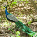 From Mirissa: Yala Day Trip with Free Entrance and Food - Practical Tips & Considerations