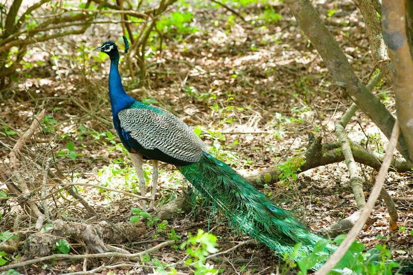From Mirissa: Yala Day Trip with Free Entrance and Food - Practical Tips & Considerations