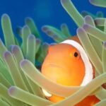From Naha Scuba Diving Trip in Kerama(for certified divers) - An Enthusiastic Look at the Tour Experience