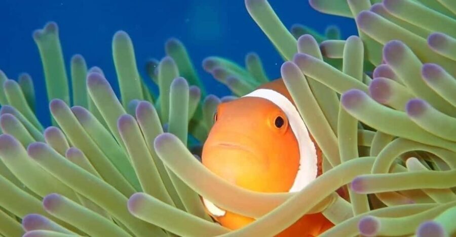 From Naha Scuba Diving Trip in Kerama(for certified divers) - An Enthusiastic Look at the Tour Experience