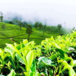 From Negombo: 2-Day Nuwara Eliya, Kandy, & Waterfalls Tour - Who Would Enjoy This Tour?