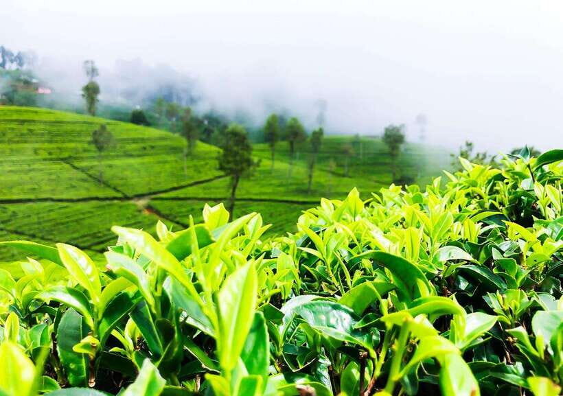 From Negombo: 2-Day Nuwara Eliya, Kandy, & Waterfalls Tour - Who Would Enjoy This Tour?