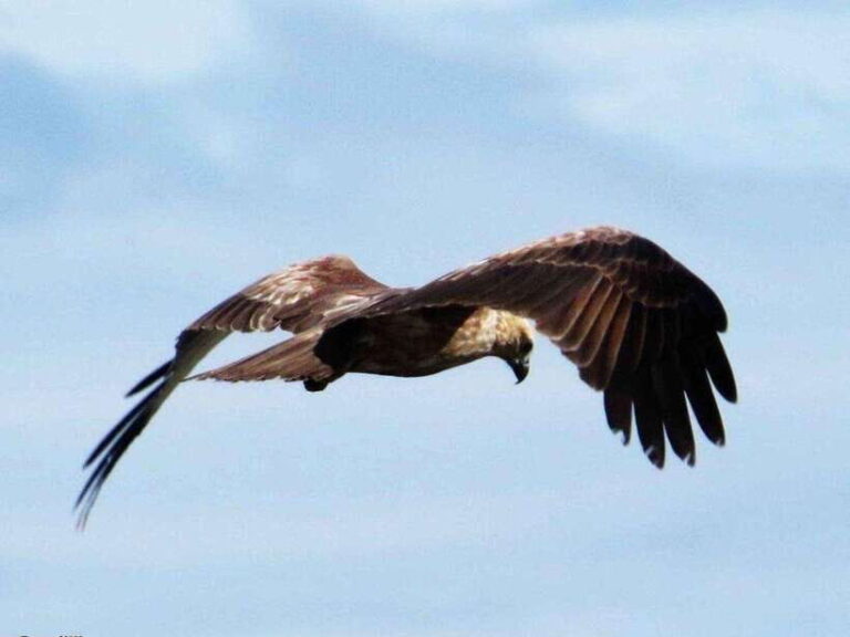 From Negombo: 2-Day Tour to Arugam Bay with Yala Safari - Detailed Itinerary Breakdown