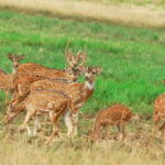 From Negombo: Minneriya National Park Safari Tour - Practical Details and Tips