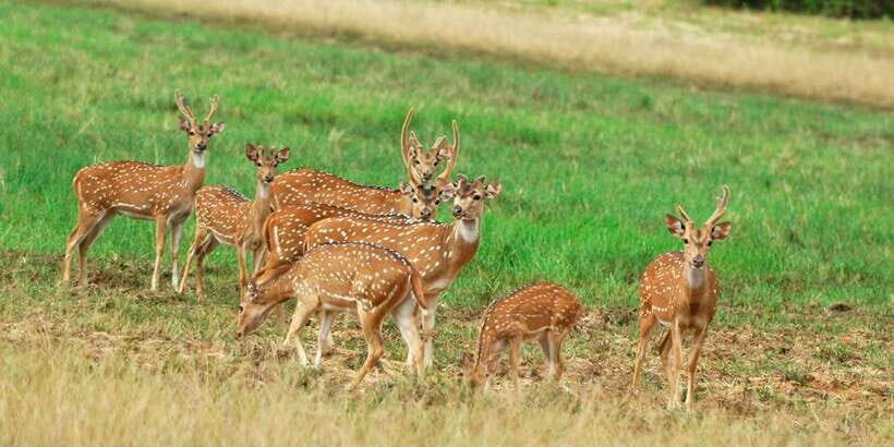 From Negombo: Minneriya National Park Safari Tour - Practical Details and Tips