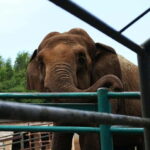 From New Delhi: Taj Mahal and Elephant Conservation Centre - The Value of This Tour