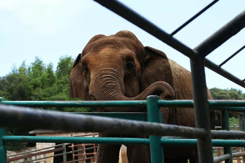 From New Delhi: Taj Mahal and Elephant Conservation Centre - The Value of This Tour