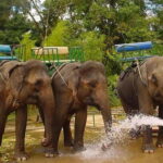 From Nha Trang : 1-Day Da Lat Tour - Transportation and Logistics