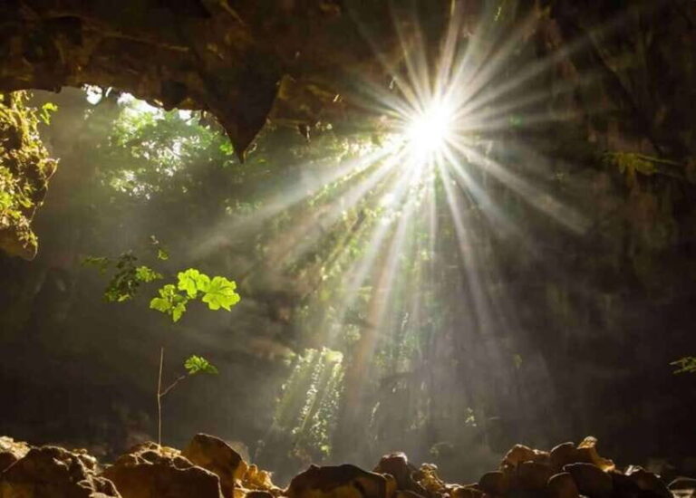 From Ninh Binh: Cuc Phuong National Park Day Trip - What to Expect During the Day