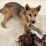 From Noosa: 2-Day K'gari (Fraser Island) Small-Group Tour - Final Thoughts: Is It Worth It?