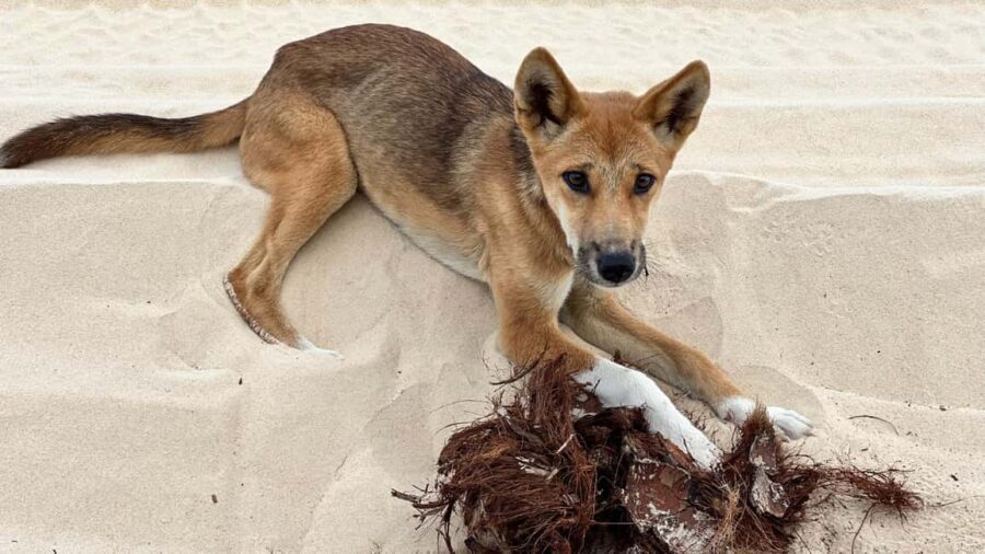 From Noosa: 2-Day K'gari (Fraser Island) Small-Group Tour - Final Thoughts: Is It Worth It?