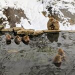 From Nozawa Onsen: Snow Monkeys and Zenko-ji Day Trip & Sake - A Detailed Look at the Tour: What to Expect