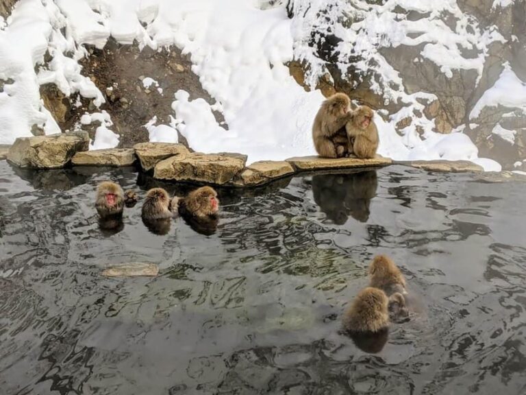 From Nozawa Onsen: Snow Monkeys and Zenko-ji Day Trip & Sake - A Detailed Look at the Tour: What to Expect