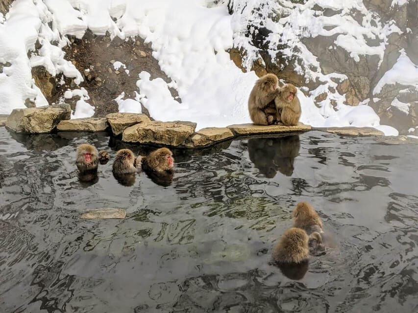 From Nozawa Onsen: Snow Monkeys and Zenko-ji Day Trip & Sake - A Detailed Look at the Tour: What to Expect