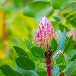 From Oahu: Best of Maui/Haleakala - Sips, Sites & Bites - What Sets This Tour Apart? The Practical Details