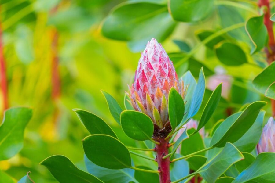 From Oahu: Best of Maui/Haleakala - Sips, Sites & Bites - What Sets This Tour Apart? The Practical Details