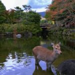From Osaka: 10-hour Private Day Tour to Kyoto and Nara - Detailed Itinerary: Crafting Your Perfect Day in Kyoto and Nara