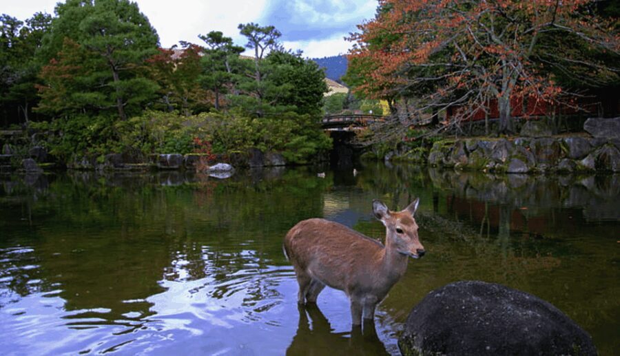 From Osaka: 10-hour Private Day Tour to Kyoto and Nara - Detailed Itinerary: Crafting Your Perfect Day in Kyoto and Nara